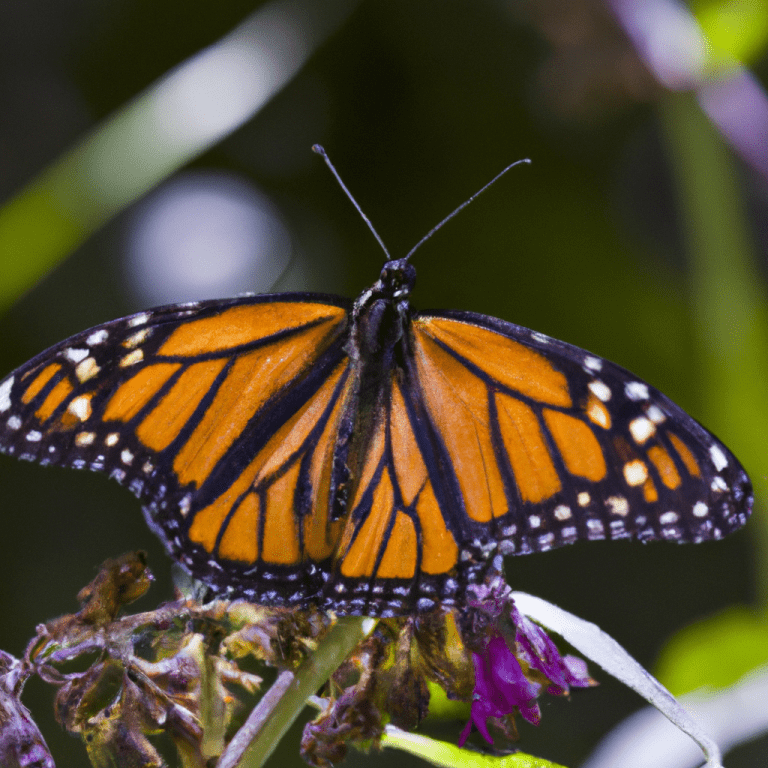 La Mariposa Monarca - Viajar a México - Viajes a México - Viajes Privados