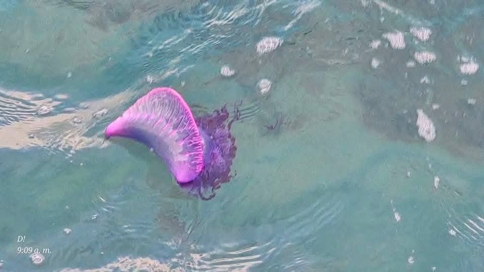 Avistamiento de Fragata Portuguesa en Punta Langosta - Viajar a México ...